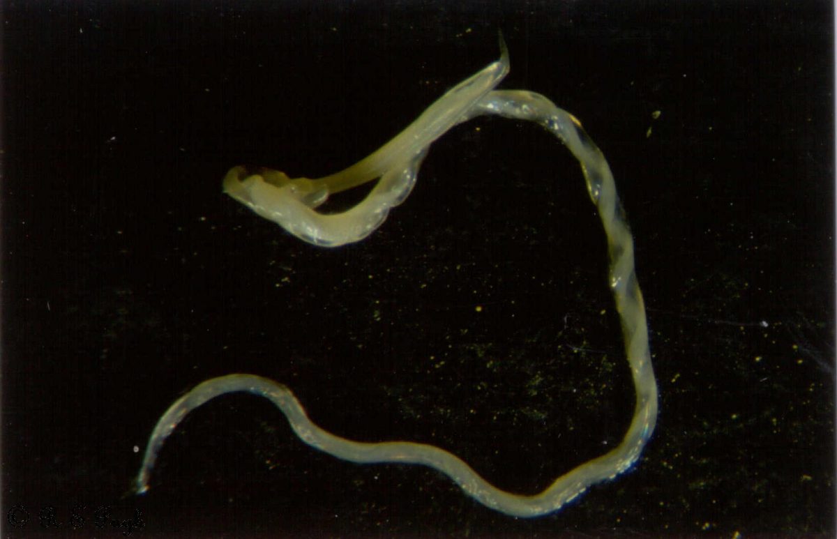 Waspadai Kasus Kecacingan Pada Ruminansia – Mitravet