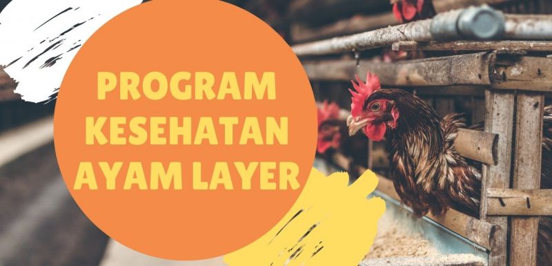 PROGRAM KESEHATAN UNTUK AYAM LAYER – Mitravet