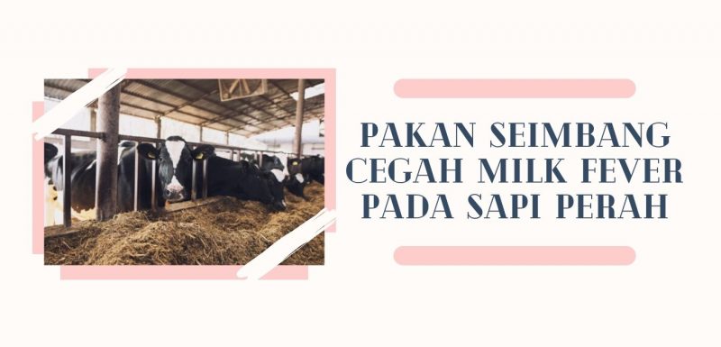 PAKAN SEIMBANG CEGAH MILK FEVER PADA SAPI PERAH – Mitravet